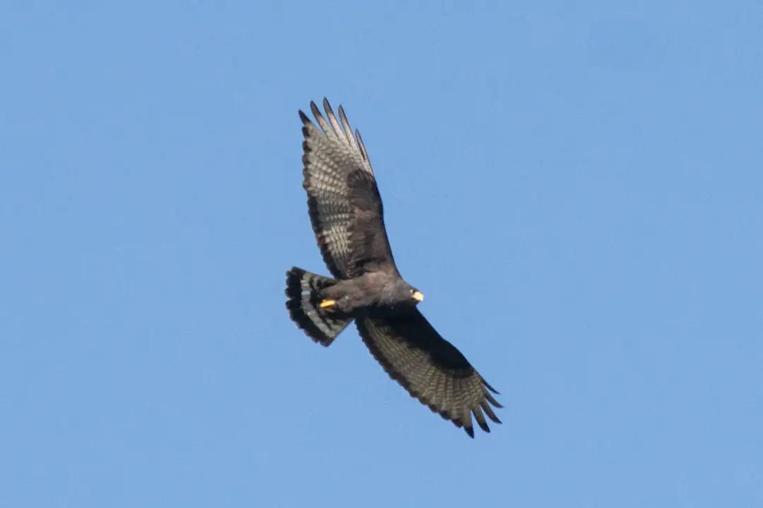 Hawks Common to Central Texas | BirdingLocations