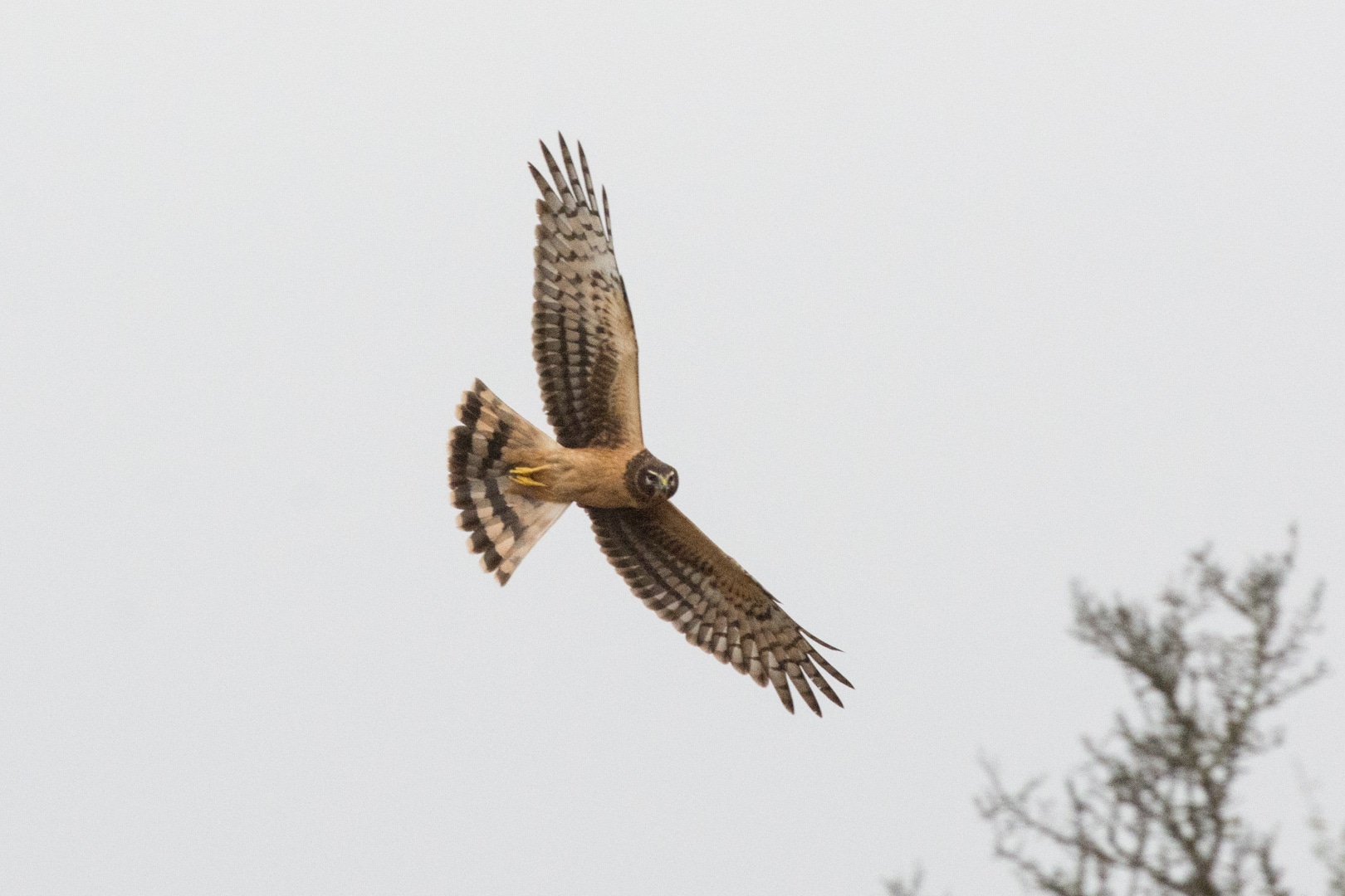 Texas Hawks and How to Tell Them Apart | BirdingLocations