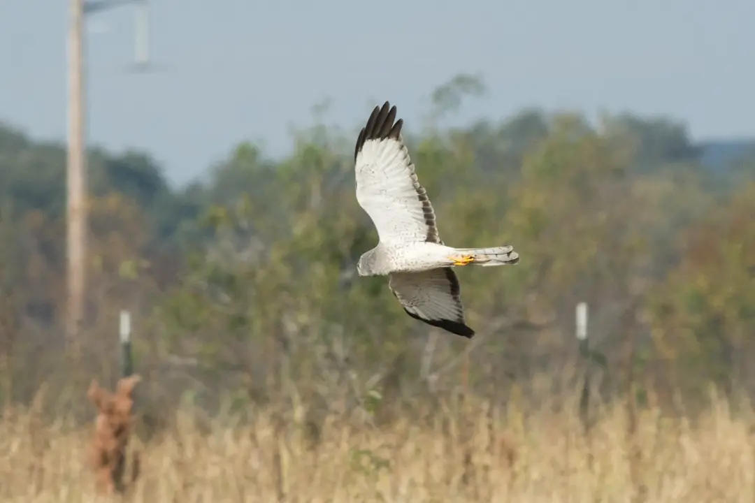 Texas Hawks and How to Tell Them Apart | BirdingLocations