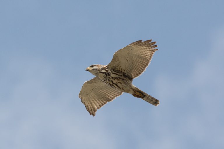 Texas Hawks and How to Tell Them Apart | BirdingLocations