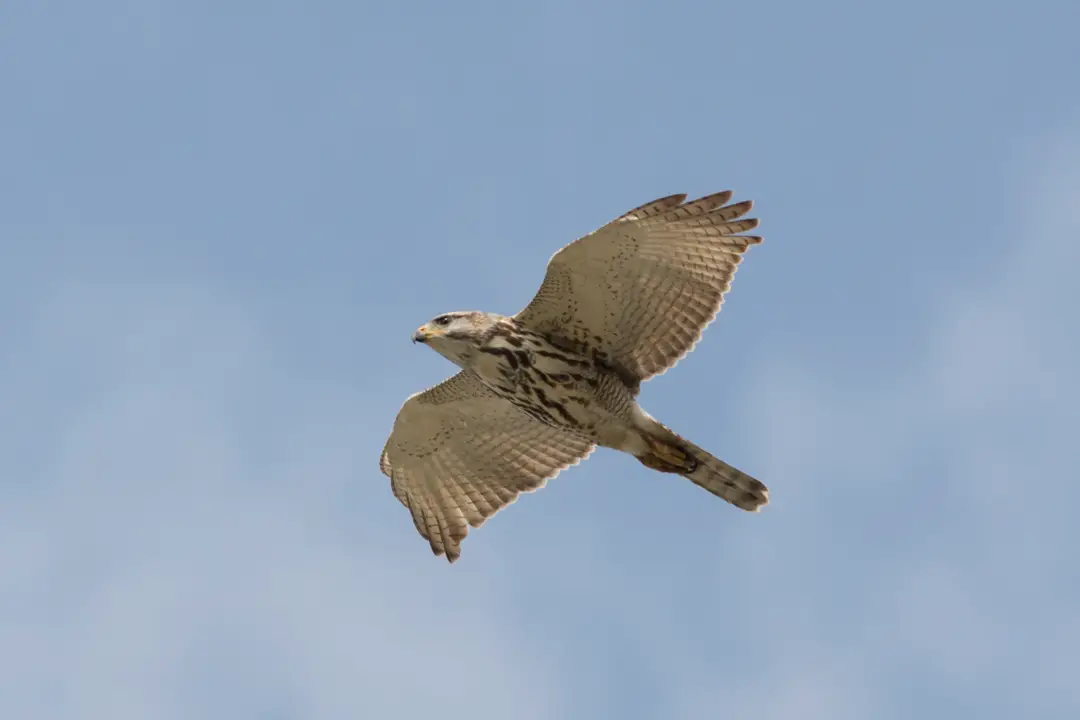 Texas Hawks and How to Tell Them Apart | BirdingLocations