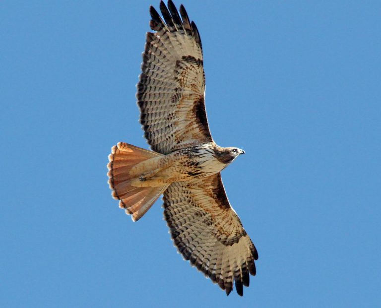Texas Hawks and How to Tell Them Apart | BirdingLocations