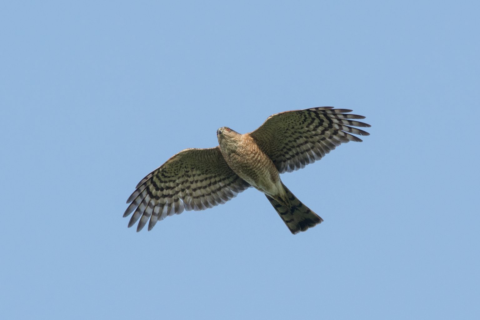Hawks Common to Central Texas | BirdingLocations