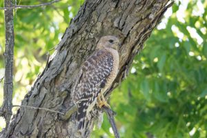 Hawks Common to Central Texas | BirdingLocations