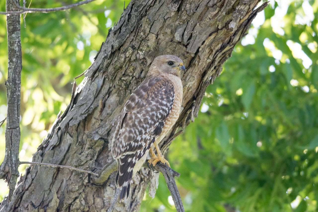 Texas Hawks and How to Tell Them Apart | BirdingLocations