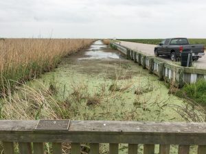 Spring Migration at High Island: A Birding Guide | BirdingLocations