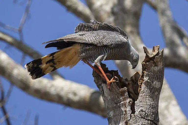 Texas Hawks and How to Tell Them Apart | BirdingLocations