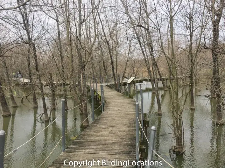 The Top 5 Birding Hotspots in Dallas | BirdingLocations