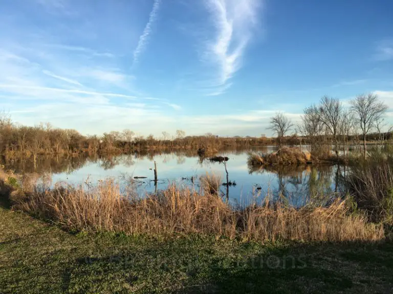 The Top 5 Birding Hotspots in Dallas | BirdingLocations