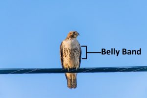 Texas Hawks and How to Tell Them Apart | BirdingLocations