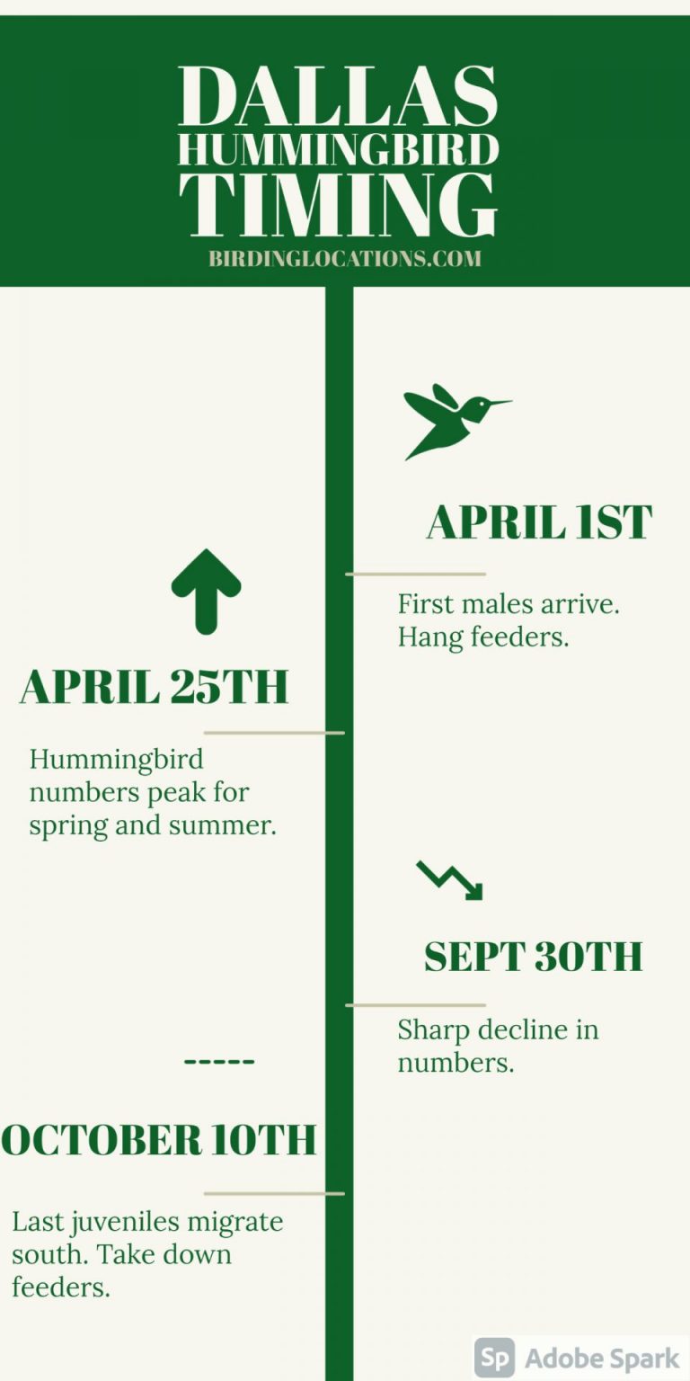 Hummingbird Season in Texas & When to Hang Feeders | BirdingLocations