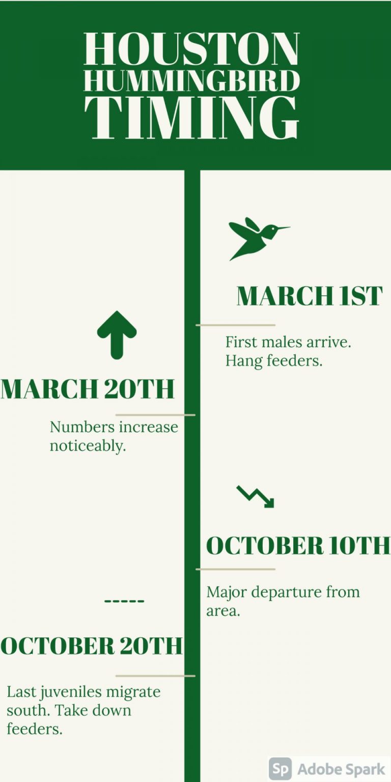 Hummingbird Season in Texas & When to Hang Feeders | BirdingLocations