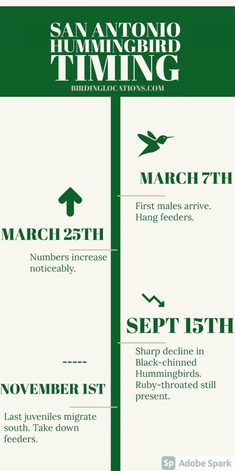 Hummingbird Season in Texas & When to Hang Feeders | BirdingLocations