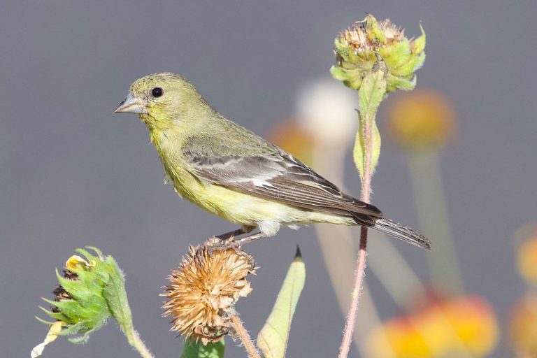 Common Texas Backyard Birds & What They Eat | BirdingLocations