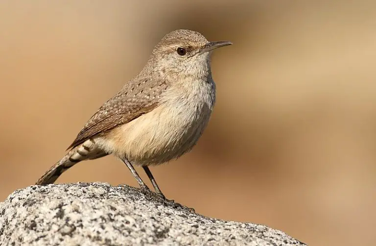 Texas Wrens & How to Tell Them Apart (with photos) | BirdingLocations