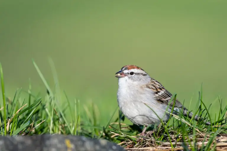 Texas Sparrow Species Guide (with photos) | BirdingLocations
