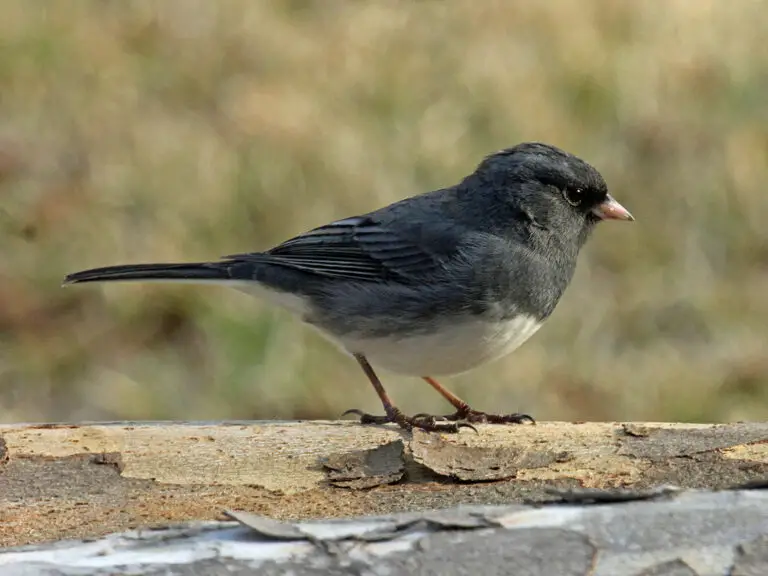 Texas Sparrow Species Guide (with photos) | BirdingLocations