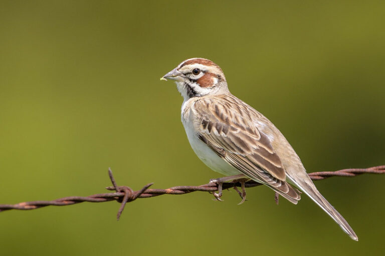 Texas Sparrow Species Guide (with photos) | BirdingLocations