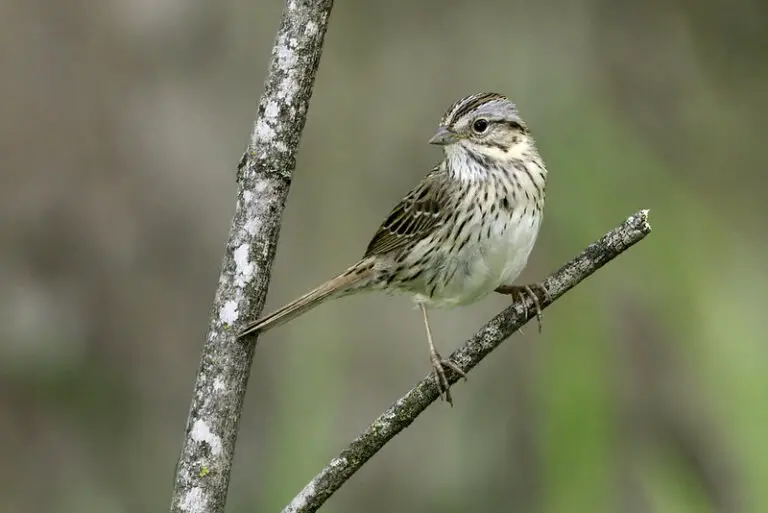 Texas Sparrow Species Guide (with photos) | BirdingLocations