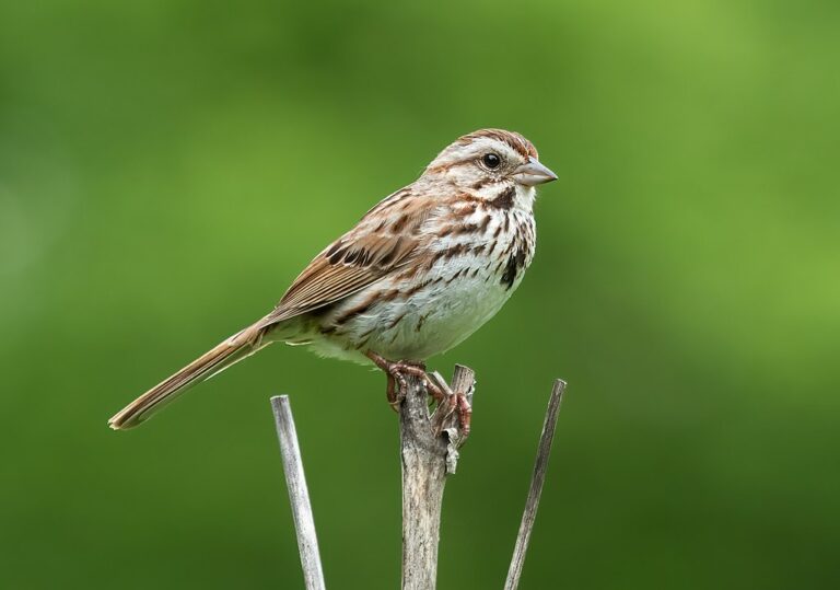 Texas Sparrow Species Guide (with photos) | BirdingLocations