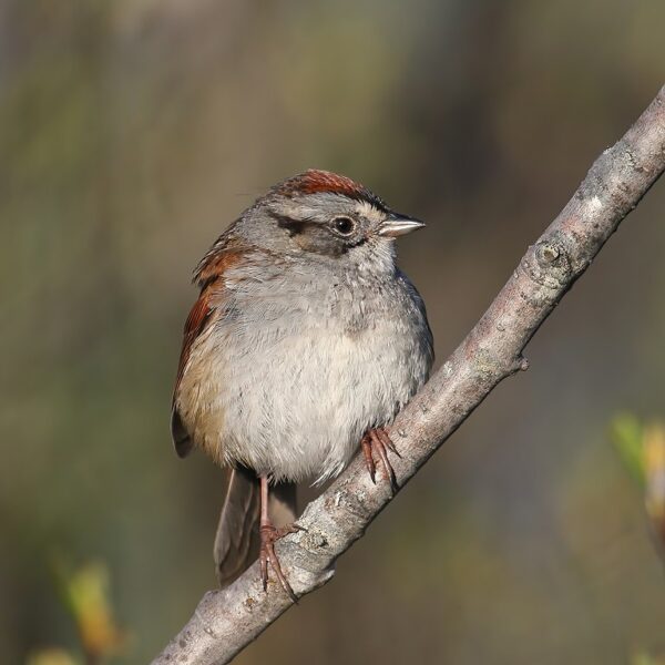Texas Sparrow Species Guide (with photos) | BirdingLocations